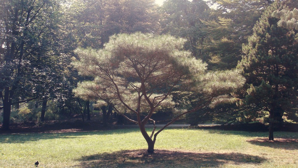 on going outside aerialovely